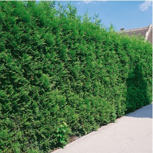 Fast-Growing Hedges for Privacy | InstantHedge Blog