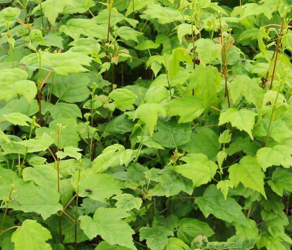 Flame Amur Maple Hedging (Acer ginnala 'Flame') - InstantHedge