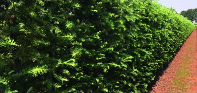 Hedge Sizes | Tall Privacy Hedges, Medium Hedges, Low Hedges