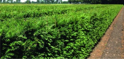 Hicks Yew Hedges (Shrub) | Taxus x media 'Hicksii' - InstantHedge