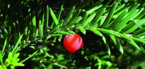 Hicks Yew Hedges (Shrub) | Taxus x media 'Hicksii' - InstantHedge