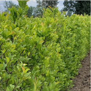 Availability - InstantHedge - Privacy Hedges for Your Garden