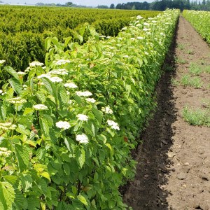 How to Trim Hedges | Best Time to Trim Hedges | InstantHedge