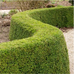Best Boxwood Alternative | Boxwood Substitutes | InstantHedge