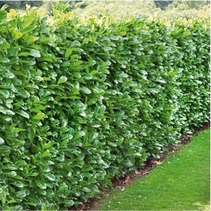 Schip Cherry Laurel (Prunus laurocersasus 'Schipkaensis') Hedges