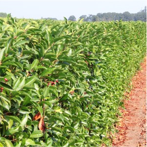 Schip Cherry Laurel (Prunus laurocersasus 'Schipkaensis') Hedges
