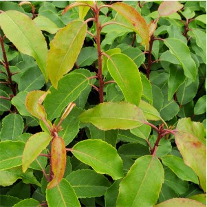 Portuguese Cherry Laurel (Prunus lusitanica) Hedges | InstantHedge