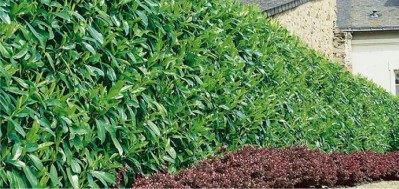 Schip Cherry Laurel (Prunus laurocersasus 'Schipkaensis') Hedges