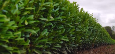 Schip Cherry Laurel (Prunus laurocersasus 'Schipkaensis') Hedges
