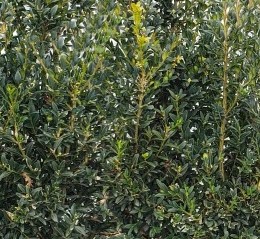 Schip Cherry Laurel (Prunus laurocersasus 'Schipkaensis') Hedges