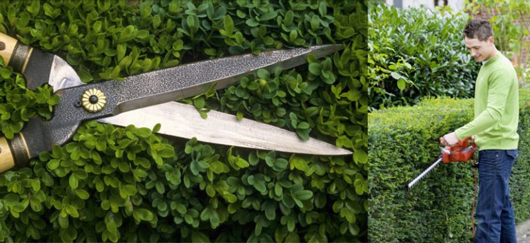 How to Trim Hedges | Best Time to Trim Hedges | InstantHedge