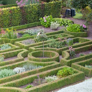 Hedging Plants for Sale | Best Garden Hedges | Beech, Arborvitae