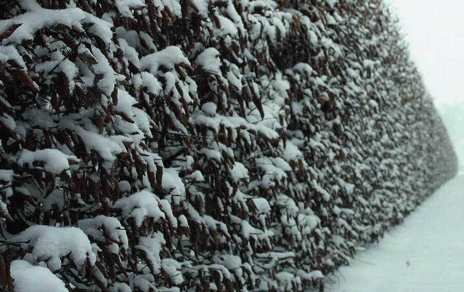 European Hornbeam (Carpinus betulus) Hedges | InstantHedge