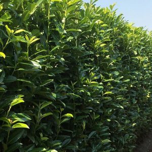 English Laurel (Prunus Laurocerasus) - InstantHedge