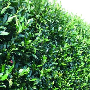 Schip Cherry Laurel (Prunus laurocersasus 'Schipkaensis') Hedges
