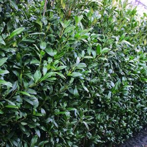 Schip Cherry Laurel (Prunus laurocersasus 'Schipkaensis') Hedges