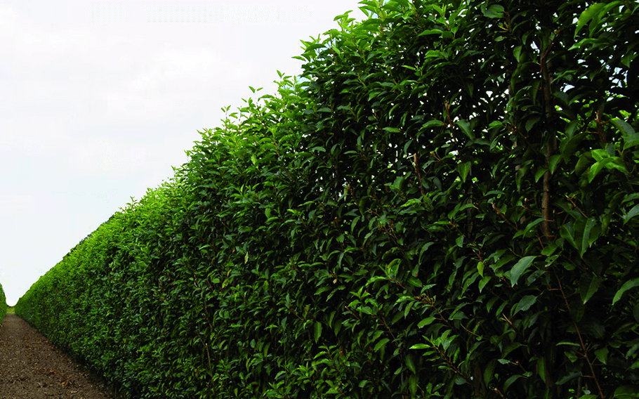 Portuguese Cherry Laurel (Prunus lusitanica) Hedges For Sale