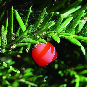 Hicks Yew Hedges (Shrub) | Taxus x media 'Hicksii'- InstantHedge