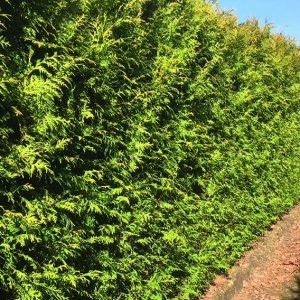 Green Giant Arborvitae | Thuja x Green Giant | InstantHedge