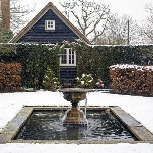 Hicks Yew Hedges (Shrub) | Taxus x media 'Hicksii'- InstantHedge