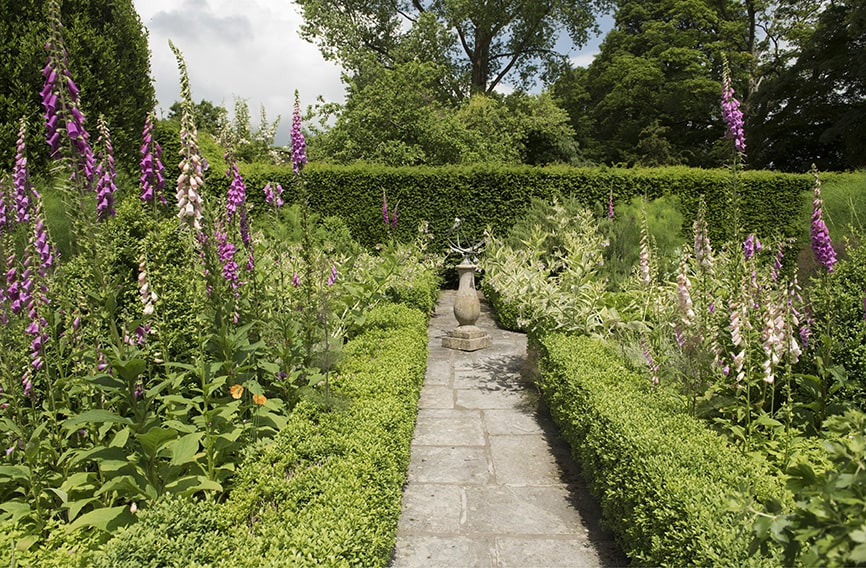 Hicks Yew Hedges (Shrub) | Taxus x media 'Hicksii'- InstantHedge