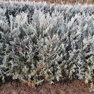 Wichita Blue Juniper | Rocky Mountain Juniper
