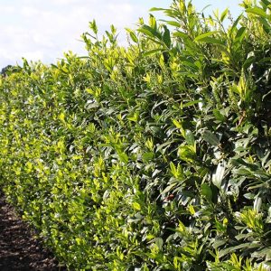 Schip Cherry Laurel (Prunus laurocersasus 'Schipkaensis') Hedges