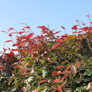 Purple Beech (Fagus sylvatica f. Atropurpurea) Hedges