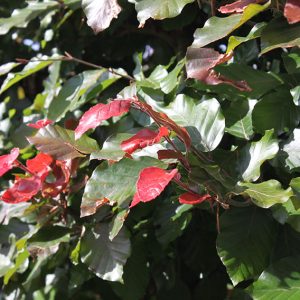 Purple Beech (Fagus sylvatica f. Atropurpurea) Hedges