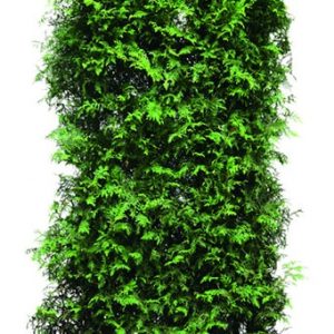 Green Giant Arborvitae | Thuja x Green Giant | InstantHedge
