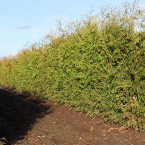 American Arborvitae (Thuja Occidentalis) - Instanthedge