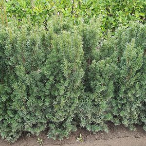 Hicks Yew Hedges (Shrub) | Taxus x media 'Hicksii'- InstantHedge