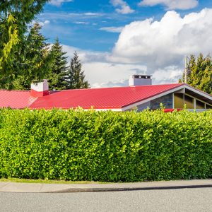 Best Privacy Hedges | Evergreens for Privacy | InstantHedge Blog