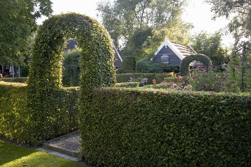 European Beech | Fagus Sylvatica | InstantHedge
