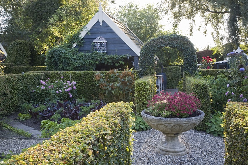 European Beech | Fagus Sylvatica | InstantHedge