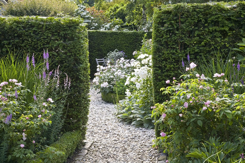 Hicks Yew Hedges (Shrub) | Taxus x media 'Hicksii'- InstantHedge