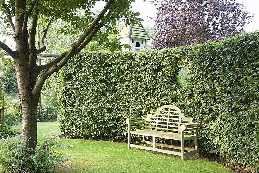 European Hornbeam (Carpinus betulus) Hedges | InstantHedge