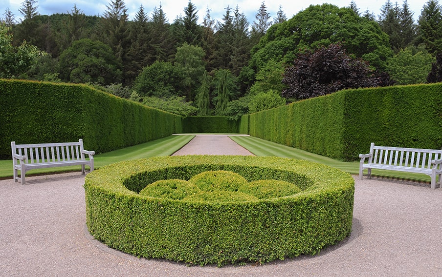 Hicks Yew Hedges (Shrub) | Taxus x media 'Hicksii'- InstantHedge