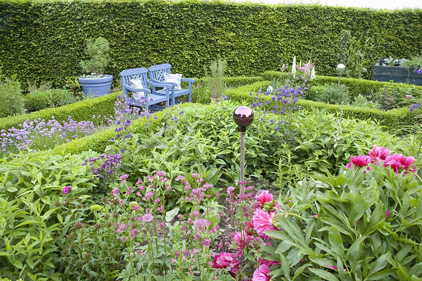 European Beech | Fagus Sylvatica | InstantHedge