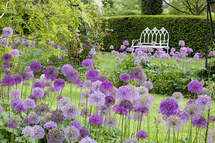Hicks Yew Hedges (Shrub) | Taxus x media 'Hicksii'- InstantHedge