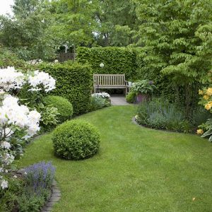 Hicks Yew Hedges (Shrub) | Taxus x media 'Hicksii'- InstantHedge