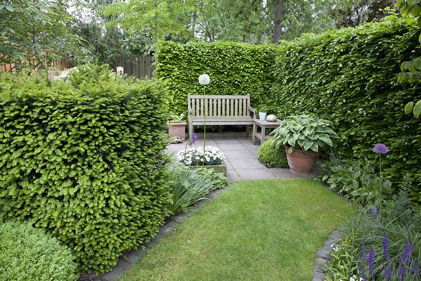 Hicks Yew Hedges (Shrub) | Taxus x media 'Hicksii'- InstantHedge Hicks Yew Hedges (Shrub) | Taxus x media 'Hicksii'- InstantHedge