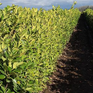 English Laurel (Prunus Laurocerasus) - InstantHedge