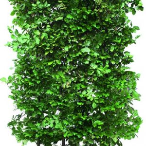 Fagus sylvatica | European Beech Hedge | InstantHedge