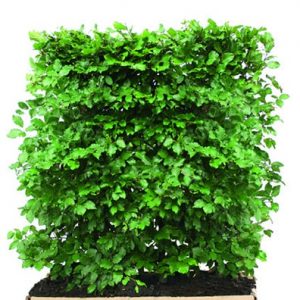 Fagus sylvatica | European Beech Hedge | InstantHedge