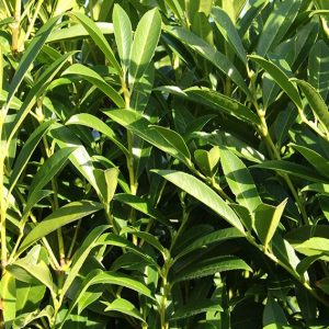 Schip Cherry Laurel (Prunus laurocersasus 'Schipkaensis') Hedges