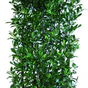 Schip Cherry Laurel (Prunus laurocersasus 'Schipkaensis') Hedges
