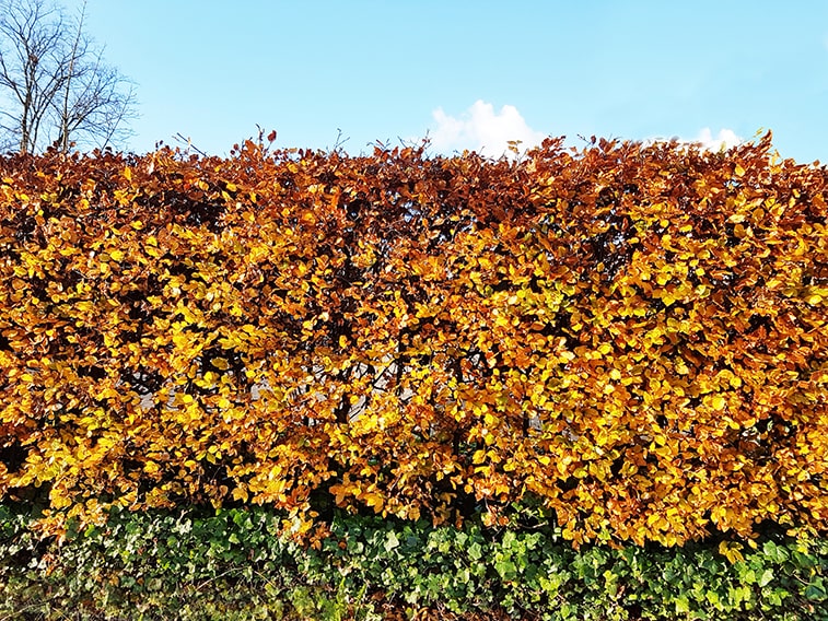 European Beech | Fagus Sylvatica | InstantHedge