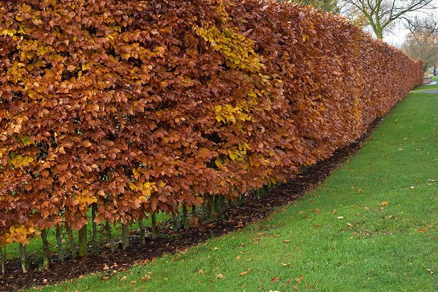 European Beech | Fagus Sylvatica | InstantHedge