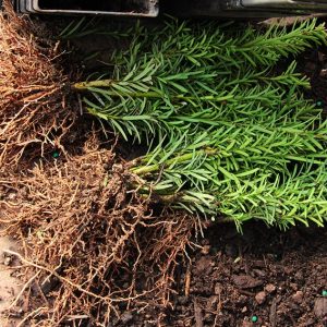 Hicks Yew Hedges (Shrub) | Taxus x media 'Hicksii'- InstantHedge